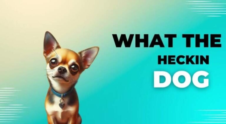 What the Heckin Dog: What You Need to Know | Sirler